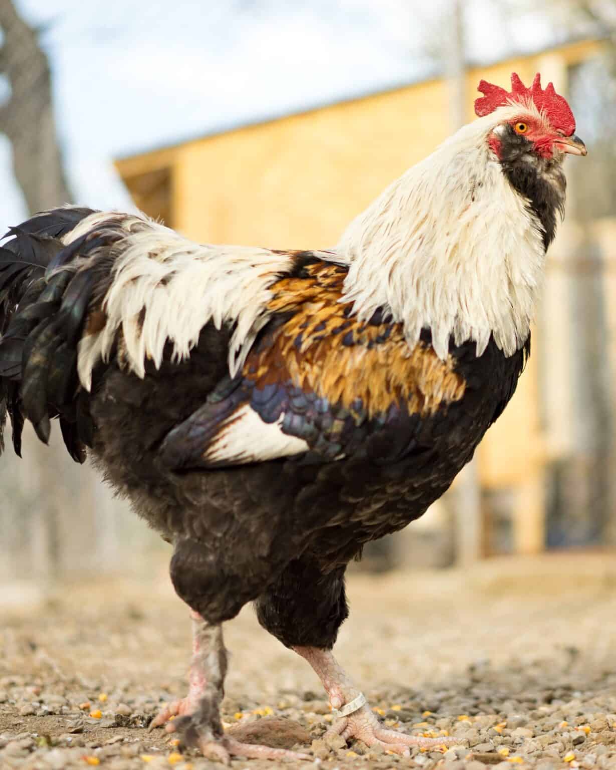 19 Best Rooster Breeds for Your Flock (With Pictures!)