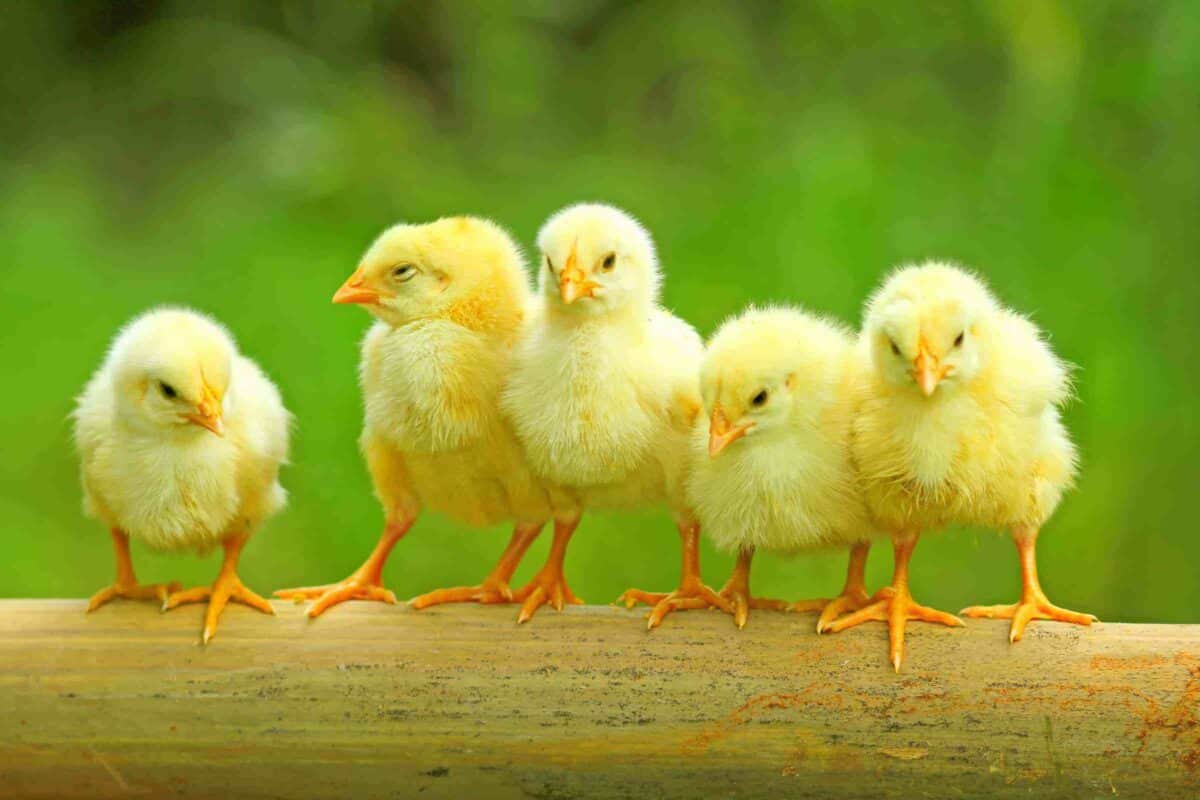 When Can Baby Chicks Go Outside A Complete Guide When Can Baby Chicks Go Outside A Complete Guide