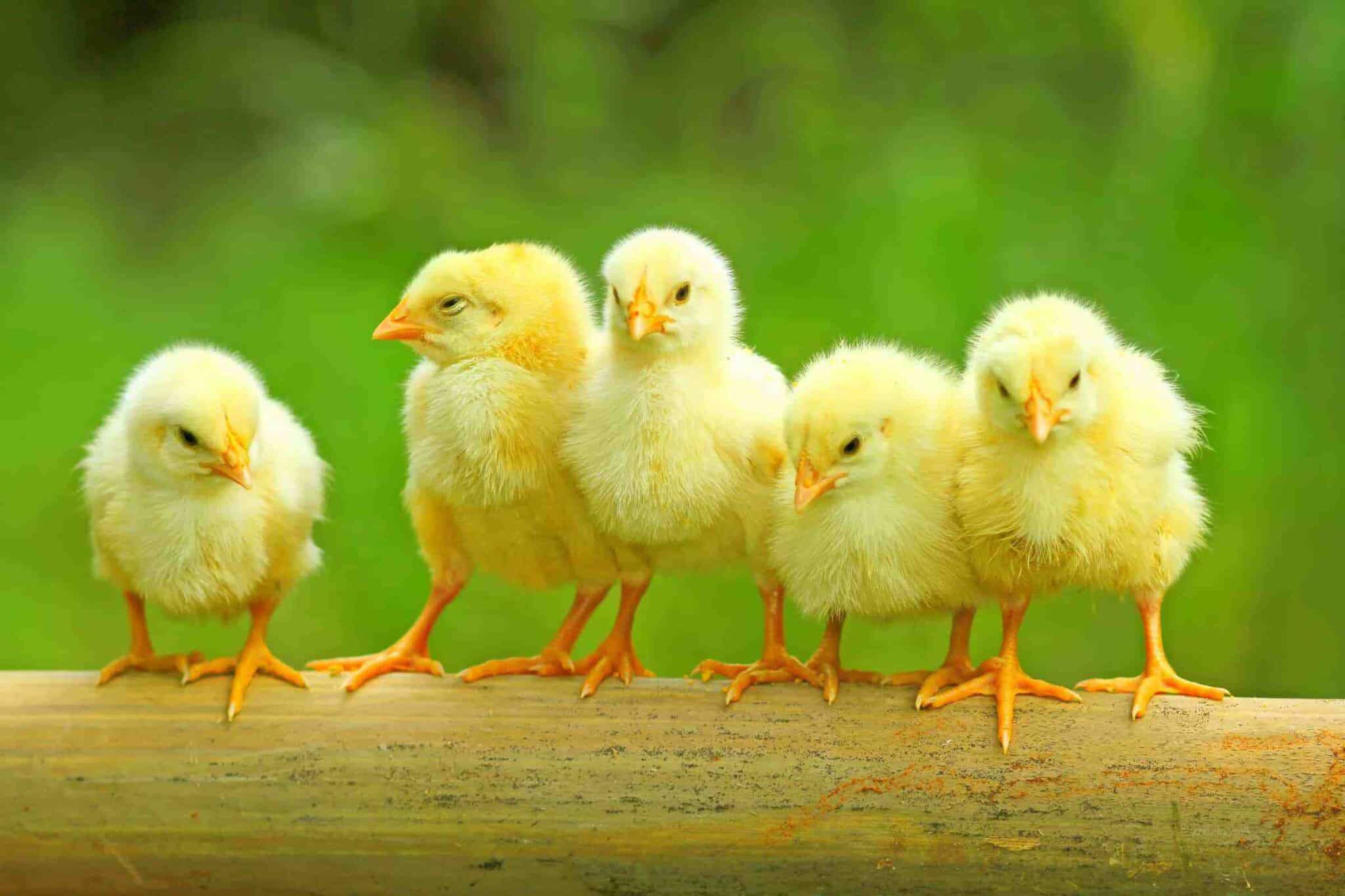 When Can Baby Chicks Go Outside? (A Complete Guide)