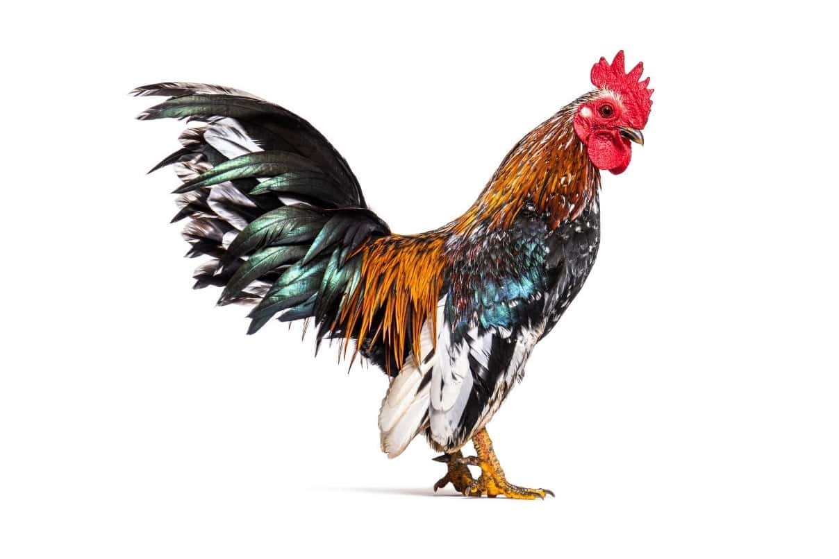 Serama Chicken: Breed Profile, Care Guide & Facts