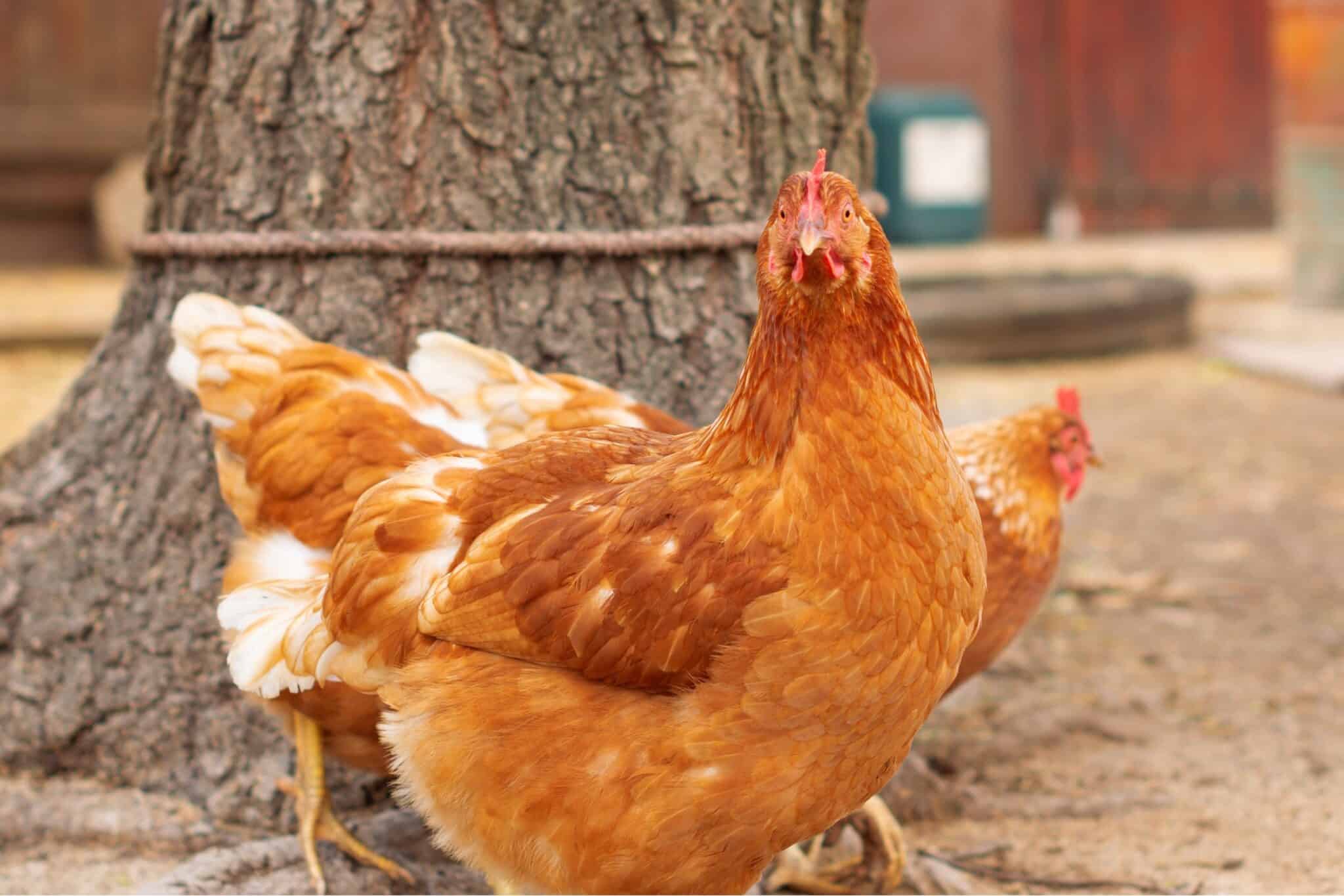 Golden Comet Chicken: Breed Profile, Facts & Pictures
