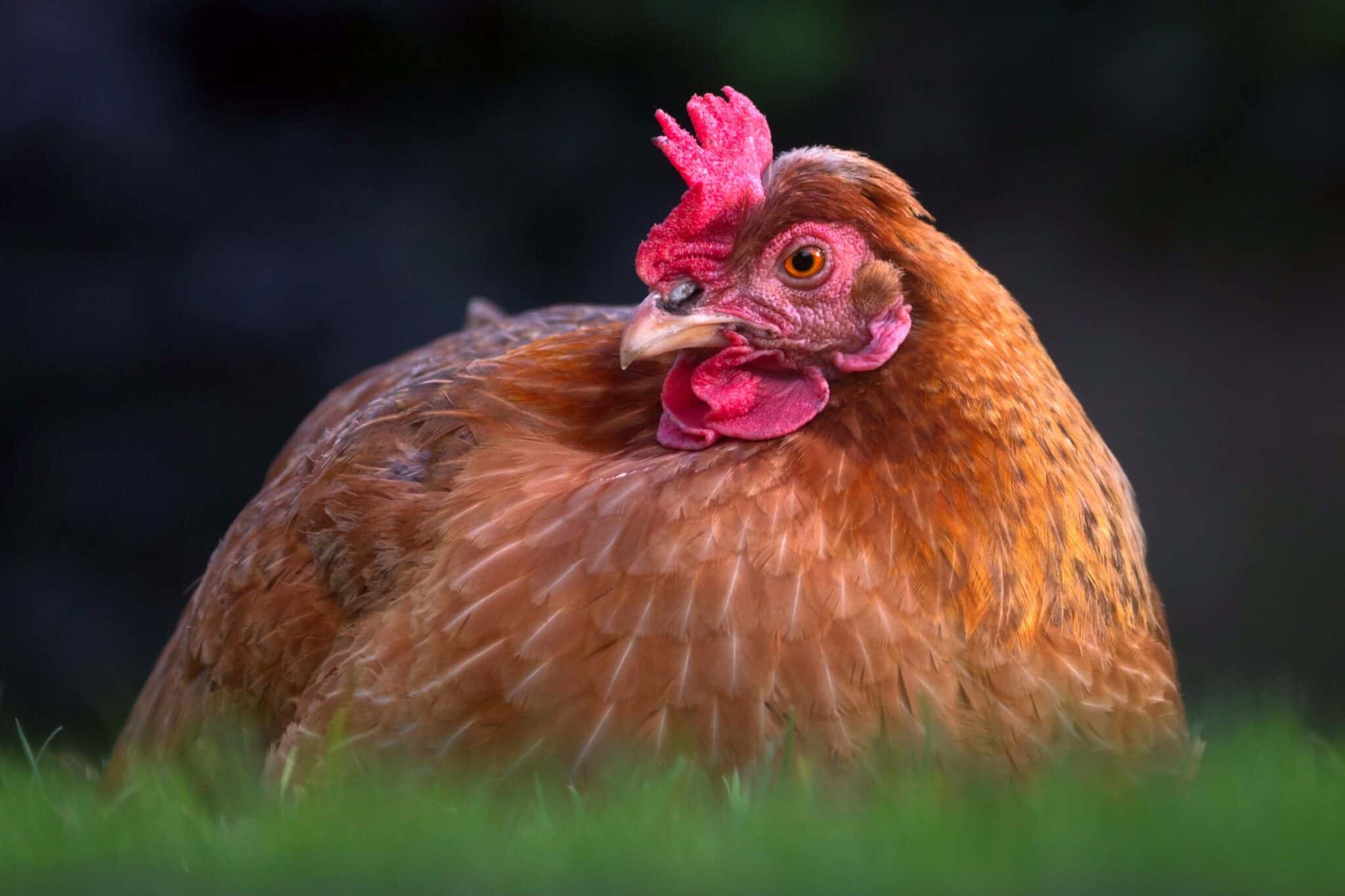 Golden Comet Chicken: Breed Profile, Facts & Pictures