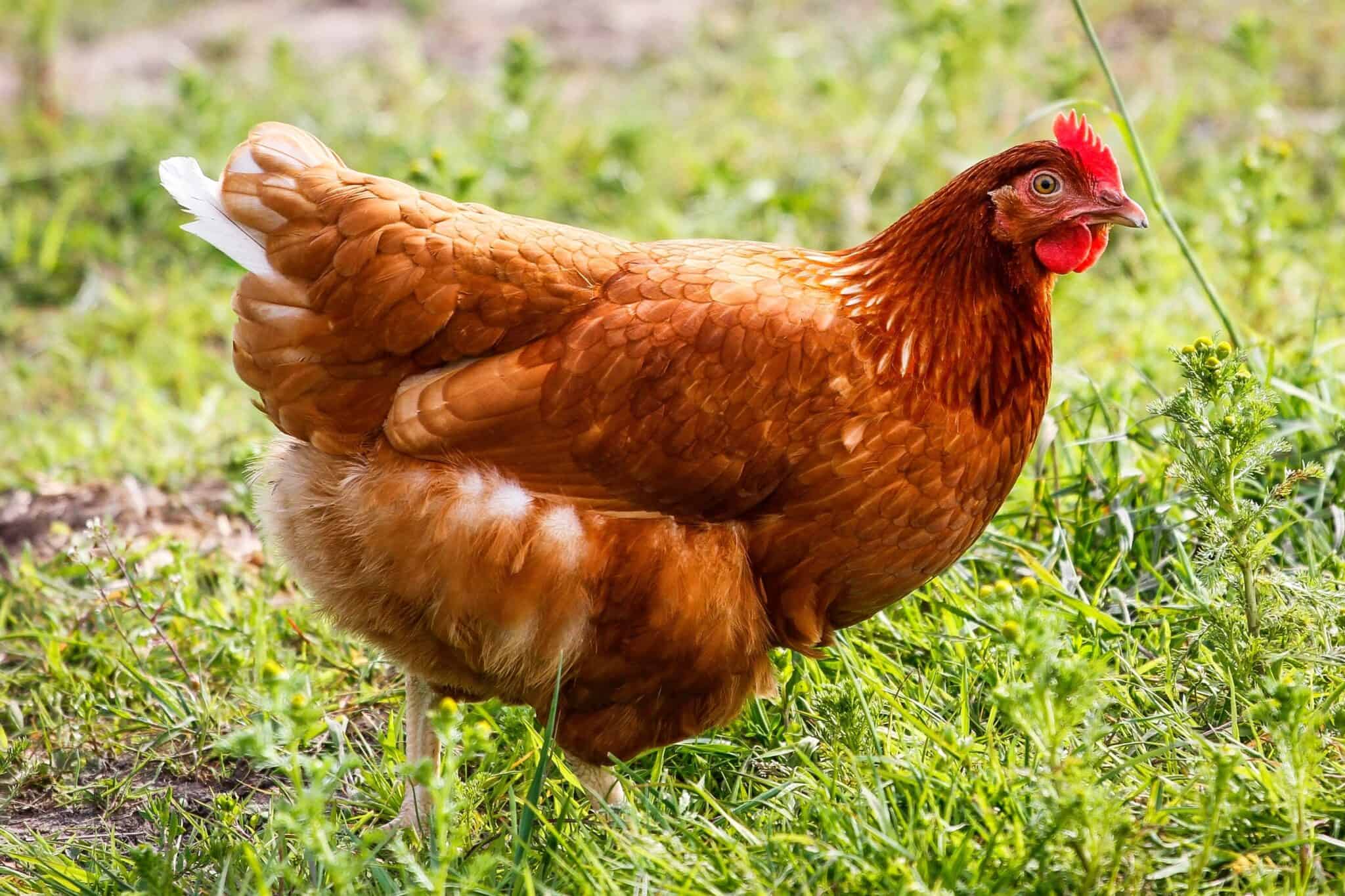 Golden Comet Chicken: Breed Profile, Facts & Pictures