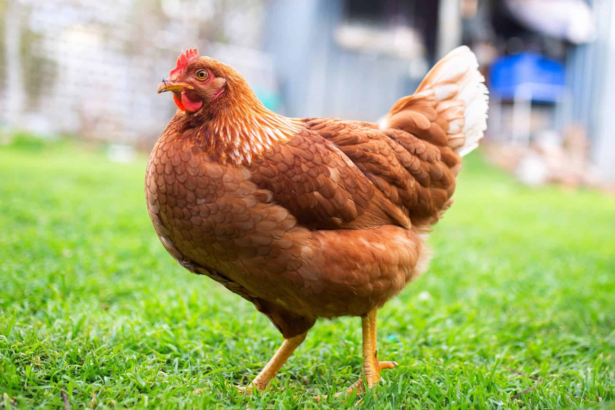 Golden Comet Chicken: Breed Profile, Facts & Pictures