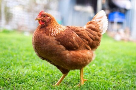 Golden Comet Chicken: Breed Profile, Facts & Pictures