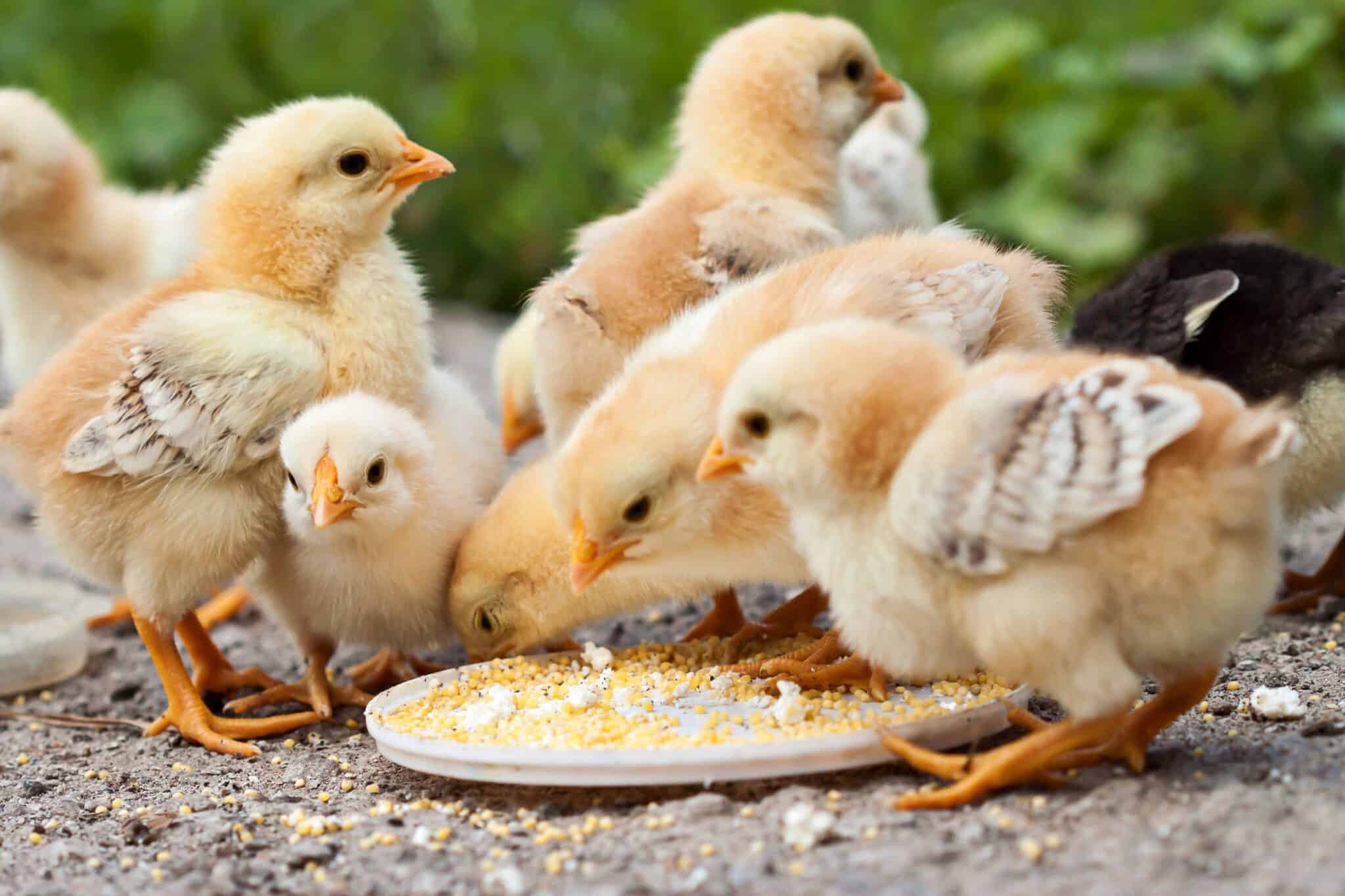 What Do Baby Chicks Eat? - A Complete Guide
