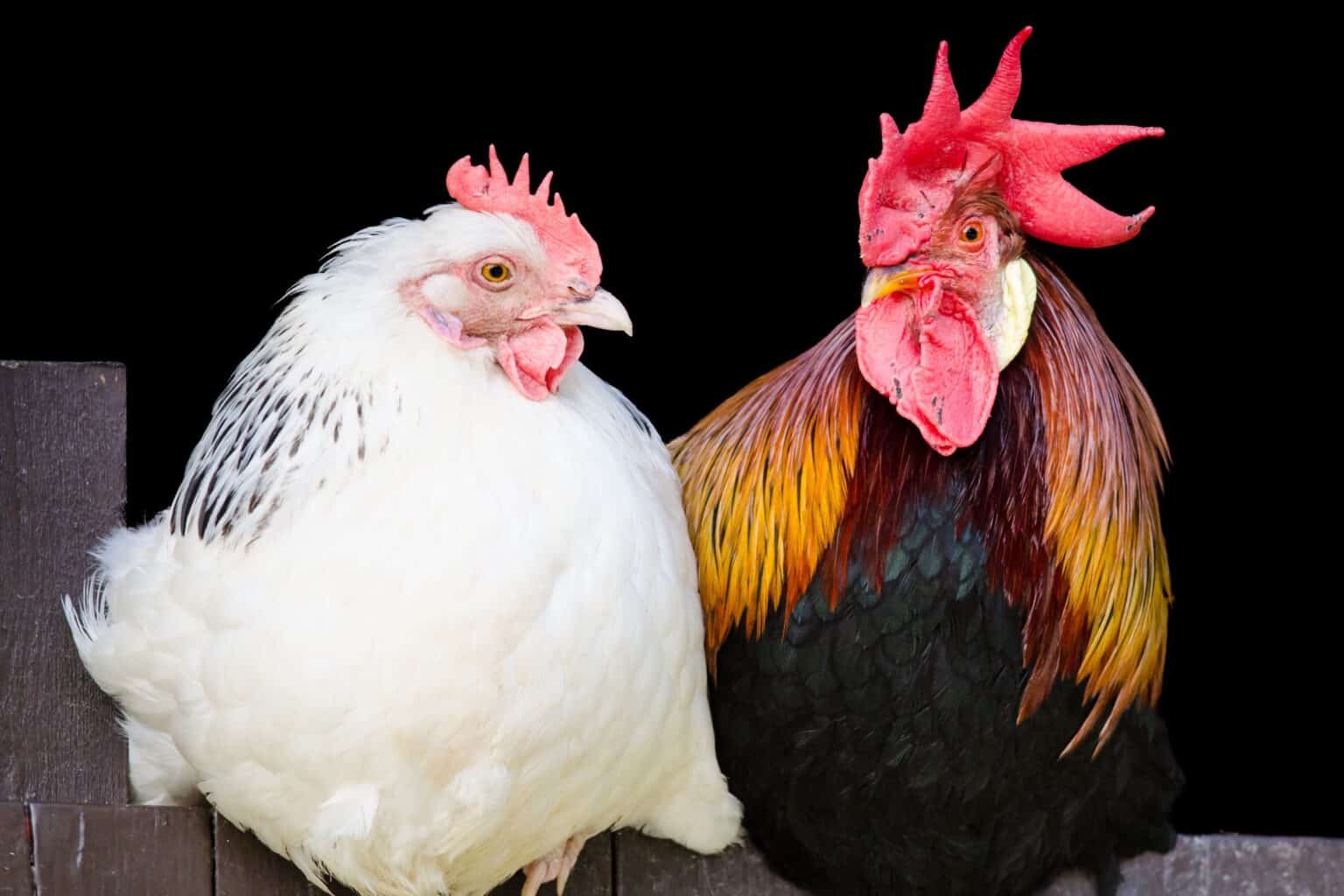 Do Chickens Have Sex to Lay Eggs? - Chicken Mating Explained