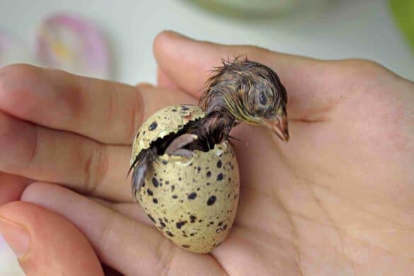 19 Small Chicken Breeds: Ranked by Size (With Pictures)