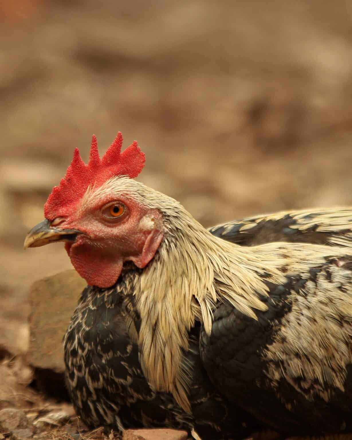 19 Best Rooster Breeds for Your Flock (With Pictures!)