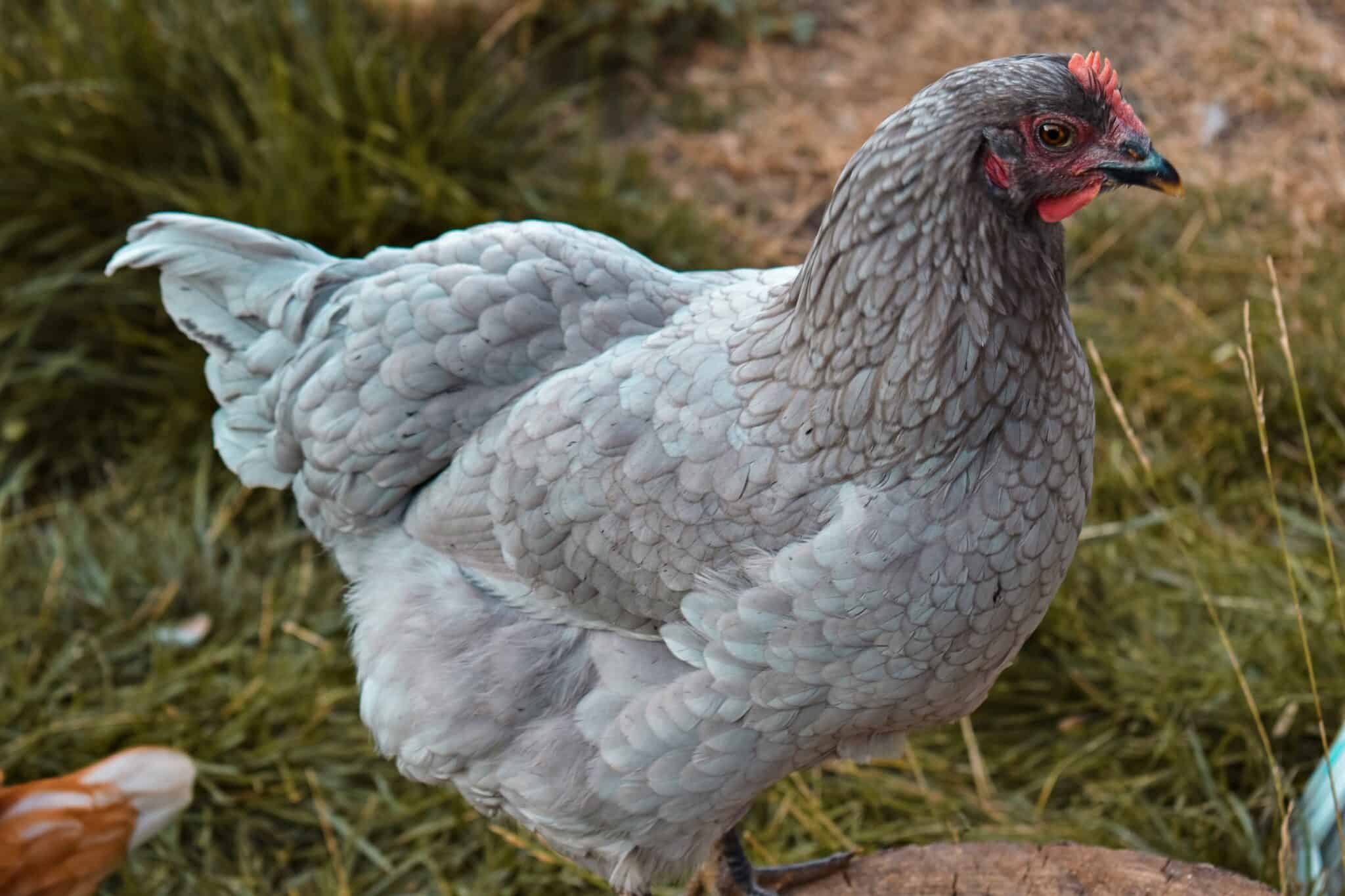 Jersey Giant Chicken: Breed Profile, Facts & Pictures