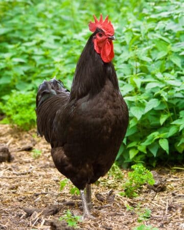 19 Best Rooster Breeds for Your Flock (With Pictures!)