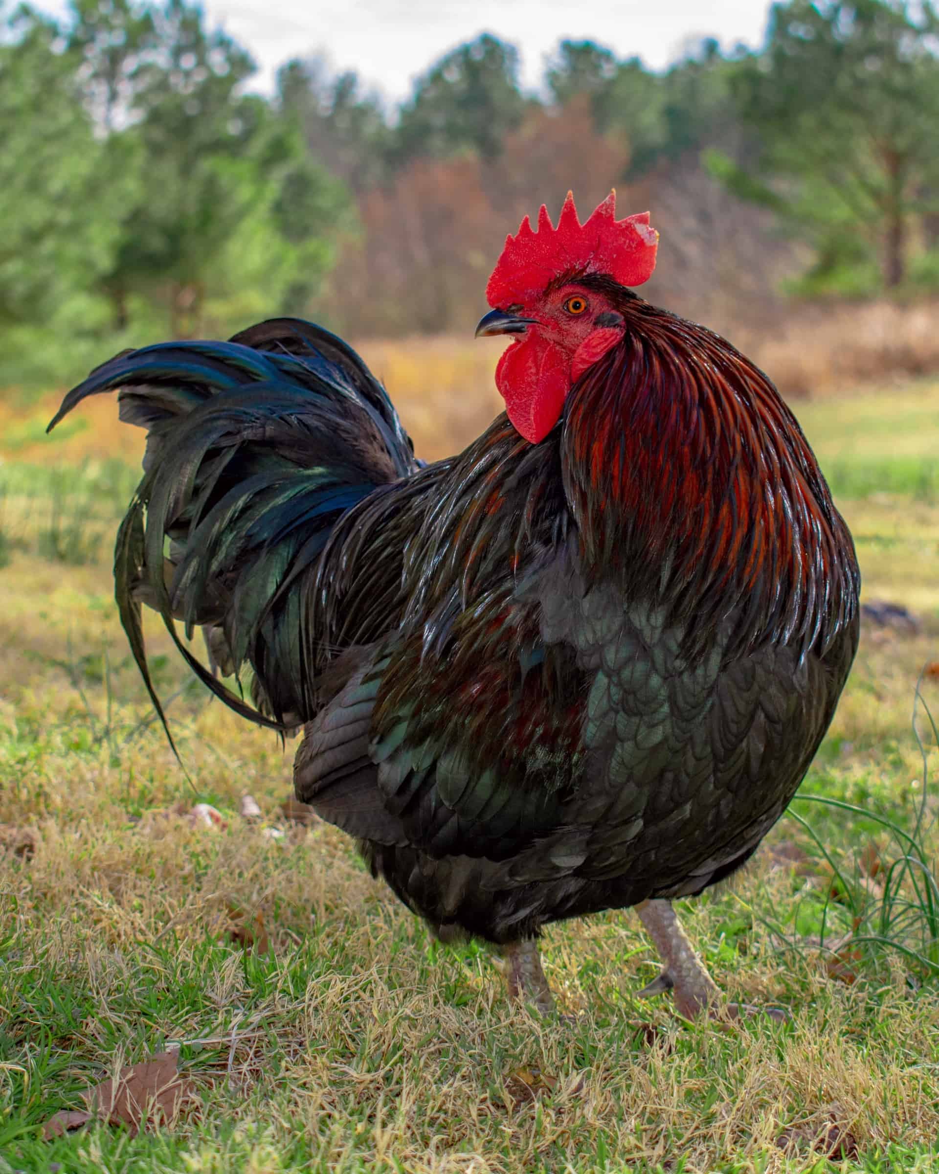 19 Best Rooster Breeds for Your Flock (With Pictures!)
