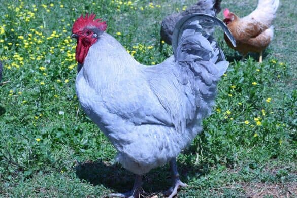 Lavender Orpington: Breed Profile, Pictures & Facts