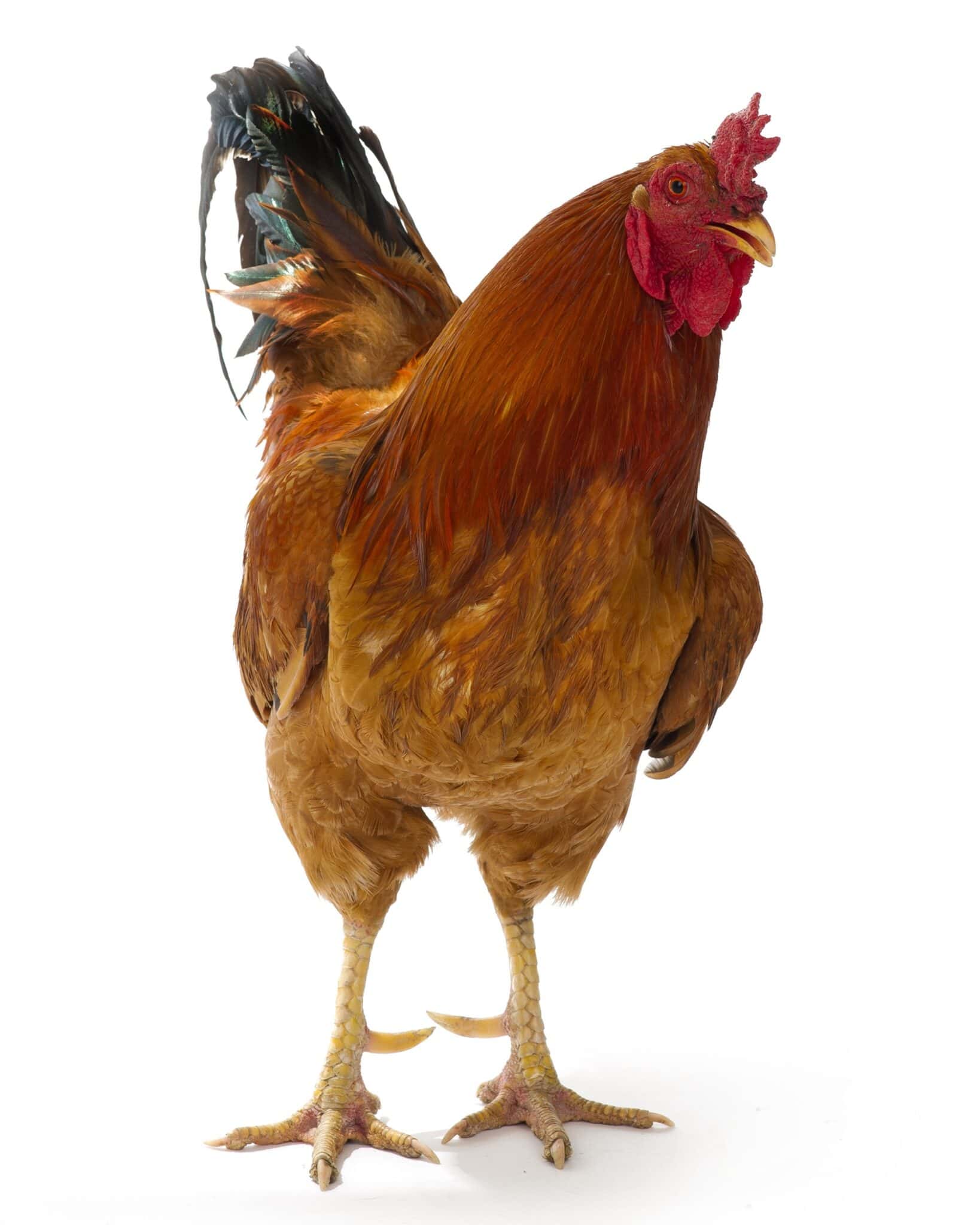 19 Best Rooster Breeds for Your Flock (With Pictures!)