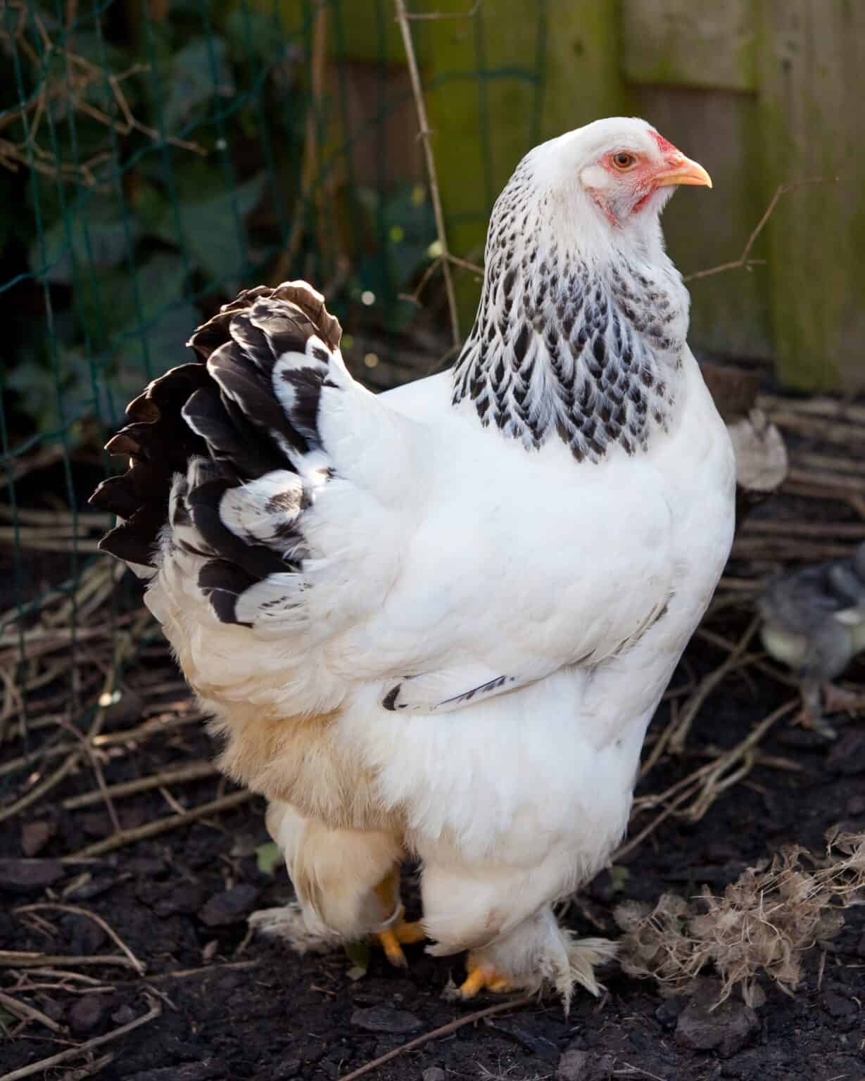 Brahma Chicken: Breed Profile, Pictures & Care Guide