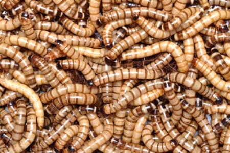 Mealworms for Chickens: 8 Benefits You Need to Know