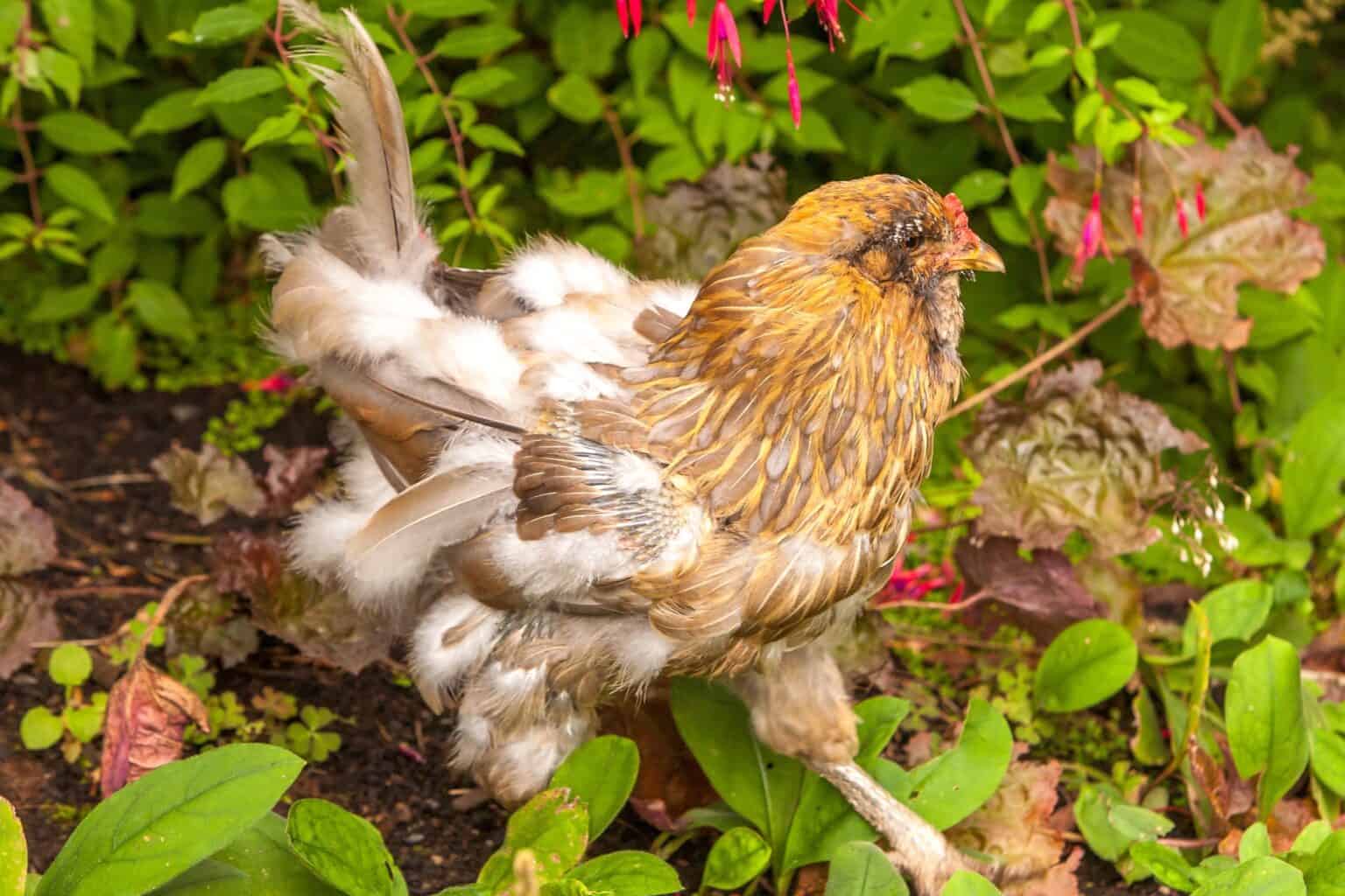 Molting Chickens: When Do Chickens Molt & How to Help