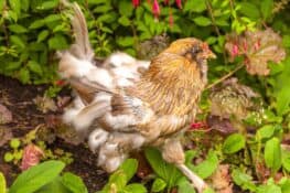 Molting Chickens: When Do Chickens Molt & How to Help