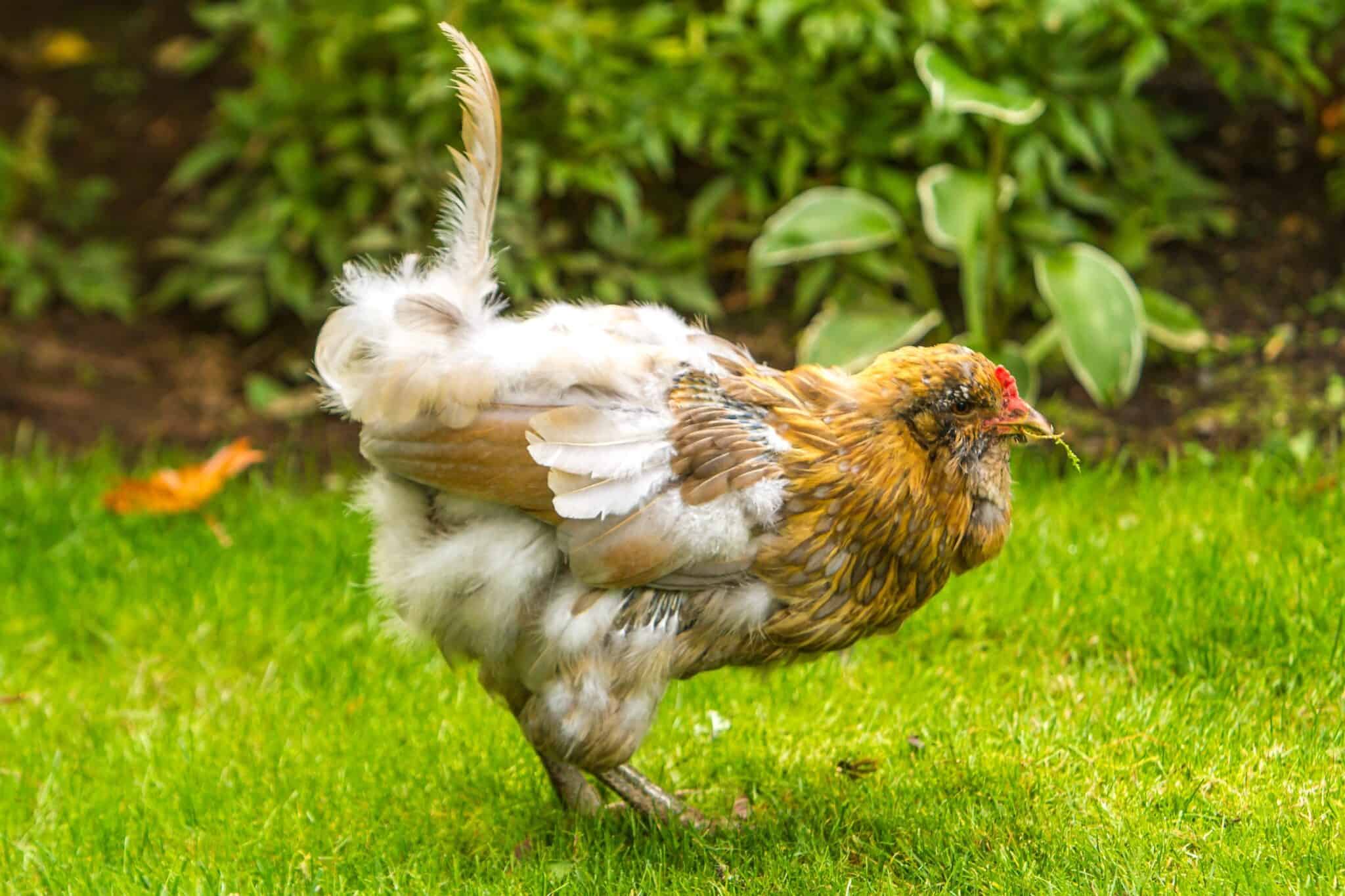 Molting Chickens: When Do Chickens Molt & How to Help