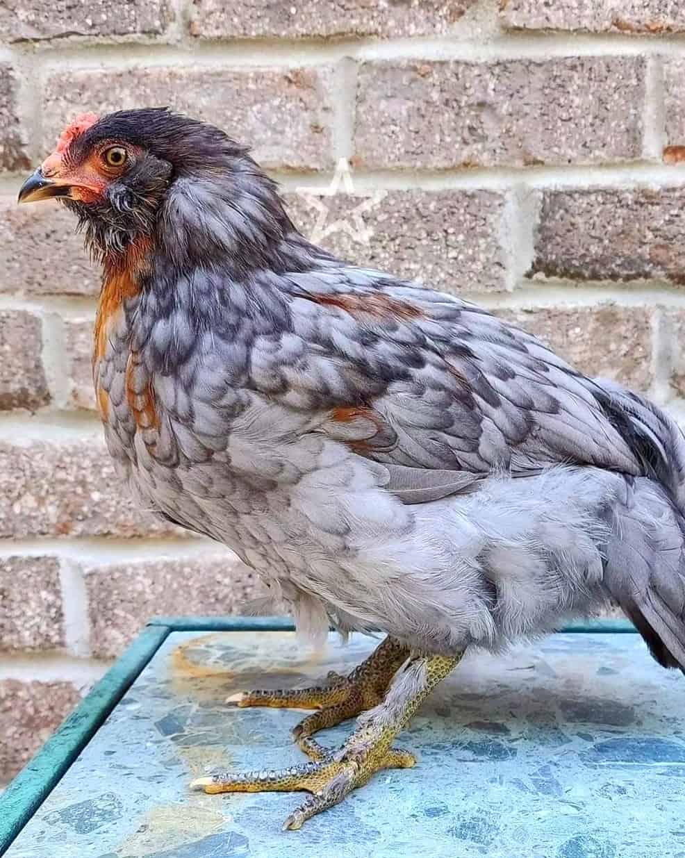 Mystic Marans Chicken: Breed Profile, Facts & Pictures