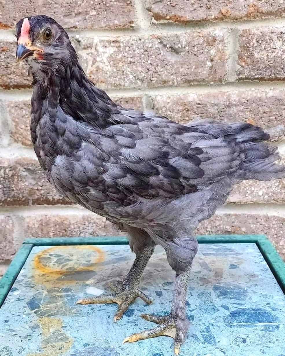 Mystic Marans Chicken: Breed Profile, Facts & Pictures