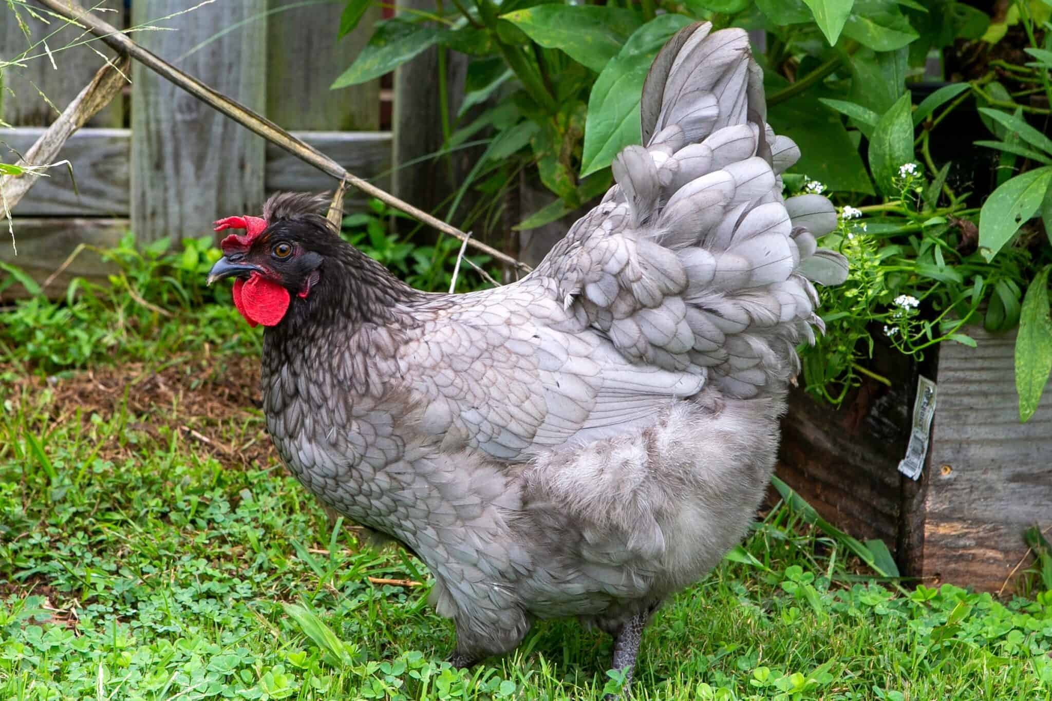 Olive Egger Chicken: Breed Profile, Facts & Pictures