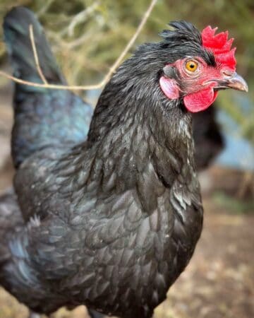 Olive Egger Chicken: Breed Profile, Facts & Pictures