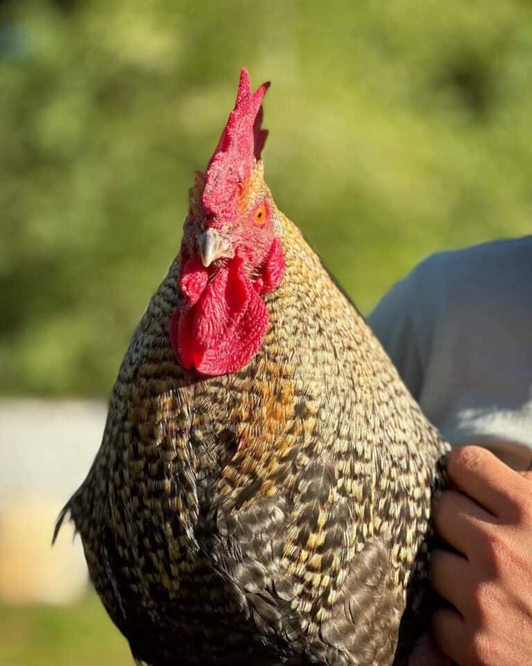 Olive Egger Chicken: Breed Profile, Facts & Pictures