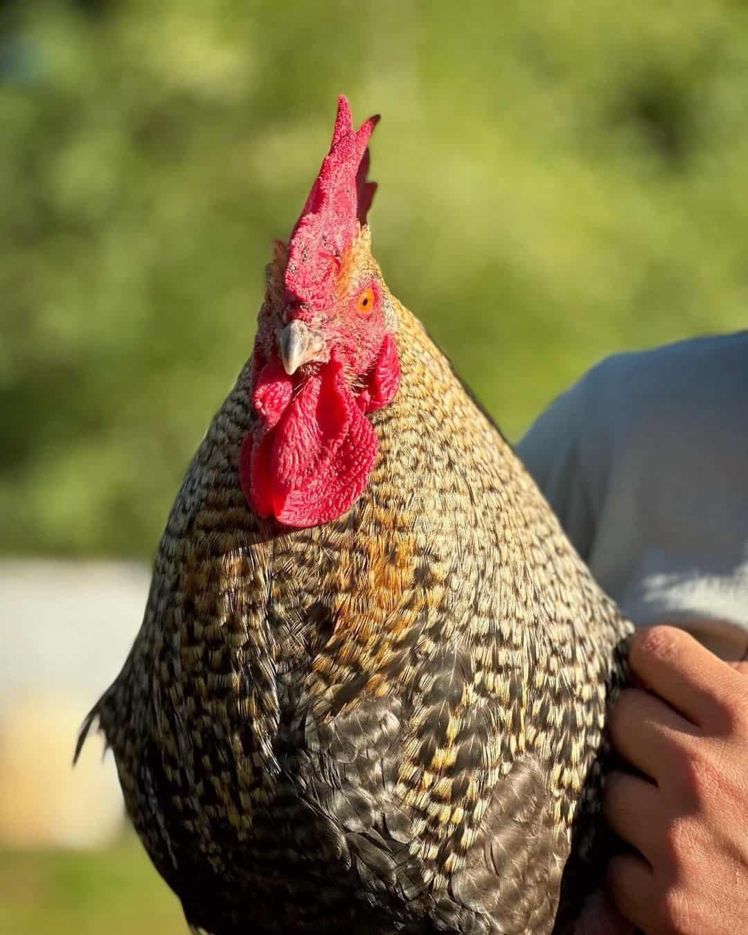 Olive Egger Chicken: Breed Profile, Facts & Pictures