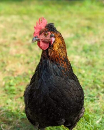 Olive Egger Chicken: Breed Profile, Facts & Pictures