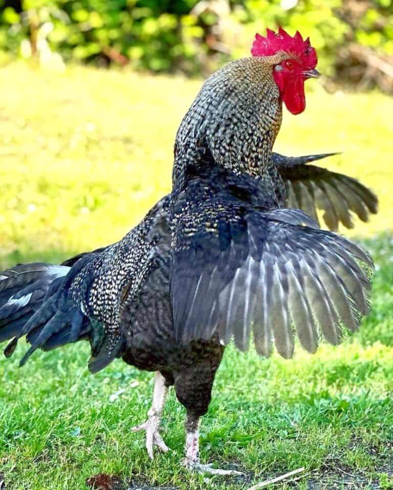 Olive Egger Chicken: Breed Profile, Facts & Pictures