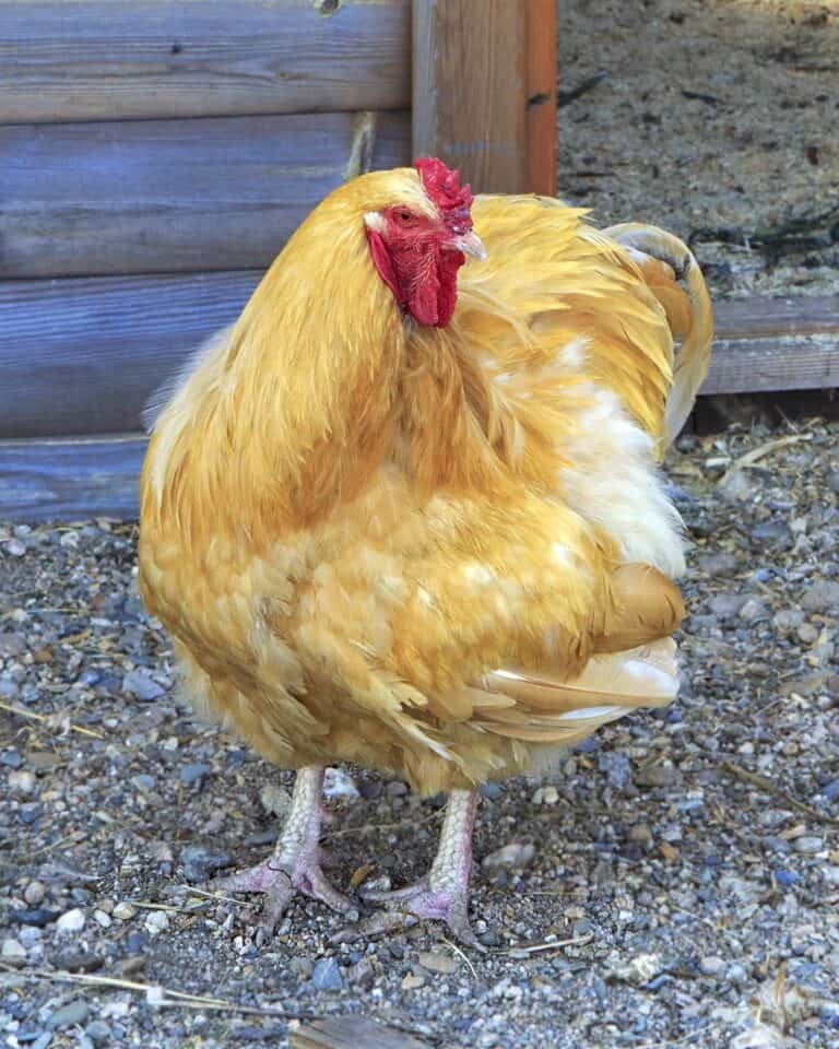 19 Best Rooster Breeds for Your Flock (With Pictures!)