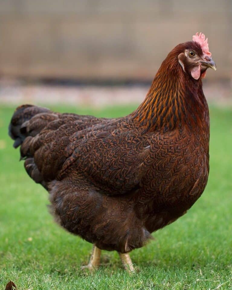 Barred Rock Chicken: Breed Profile, Facts & Pictures