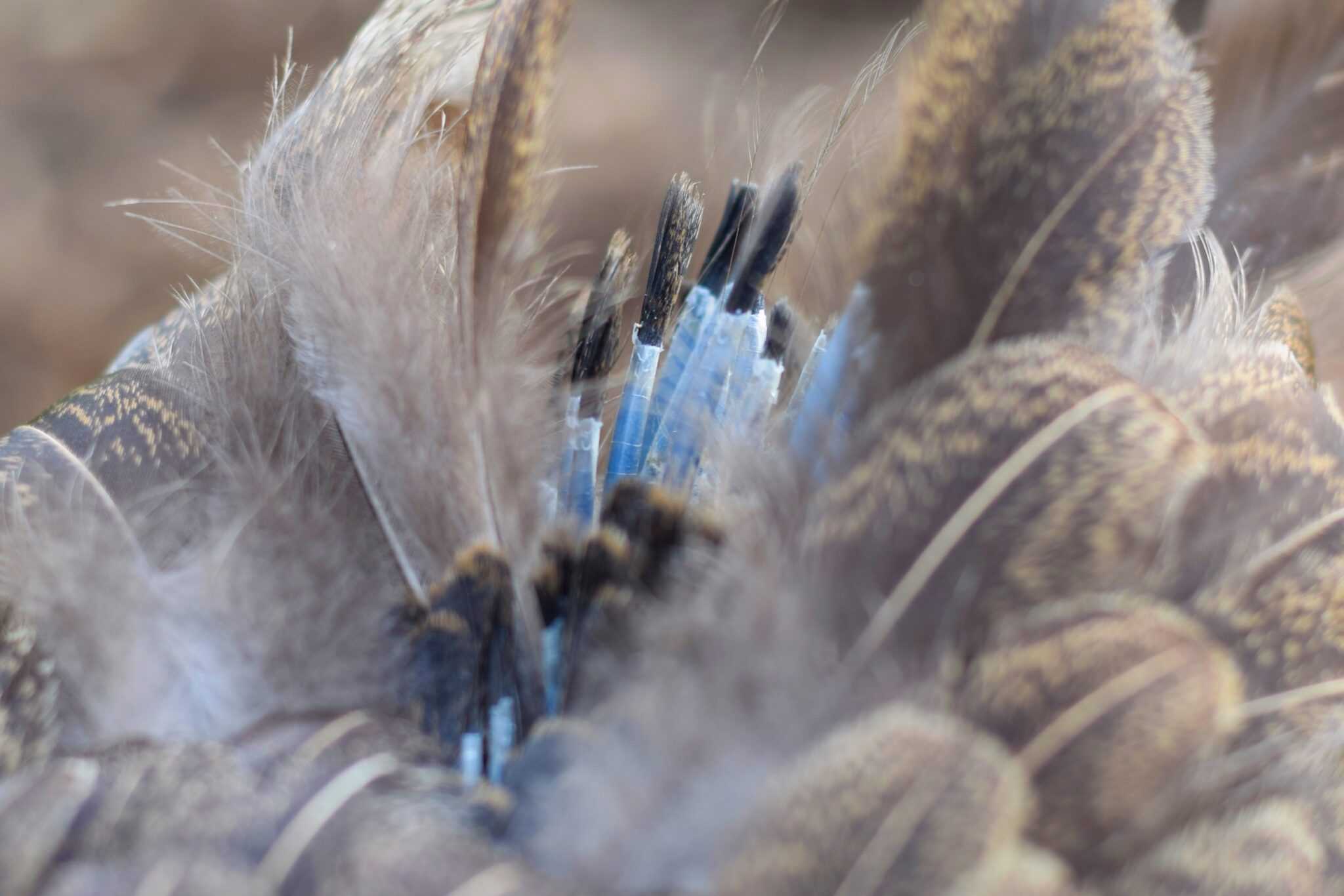 Chicken Losing Feathers: 14 Reasons & How to Treat It