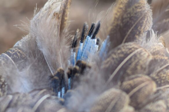 Chicken Losing Feathers: 14 Reasons & How to Treat It