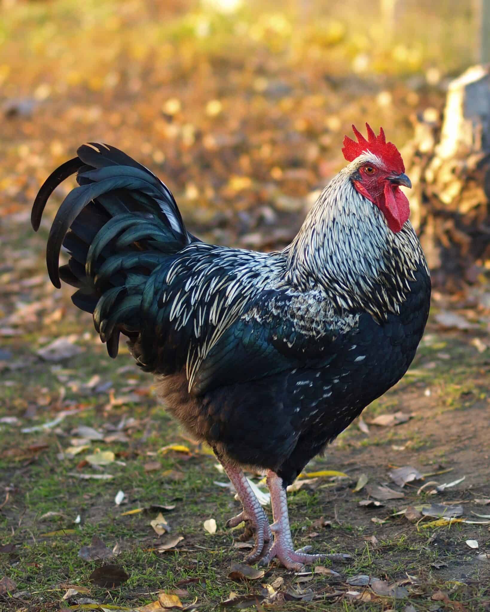19 Best Rooster Breeds for Your Flock (With Pictures!)