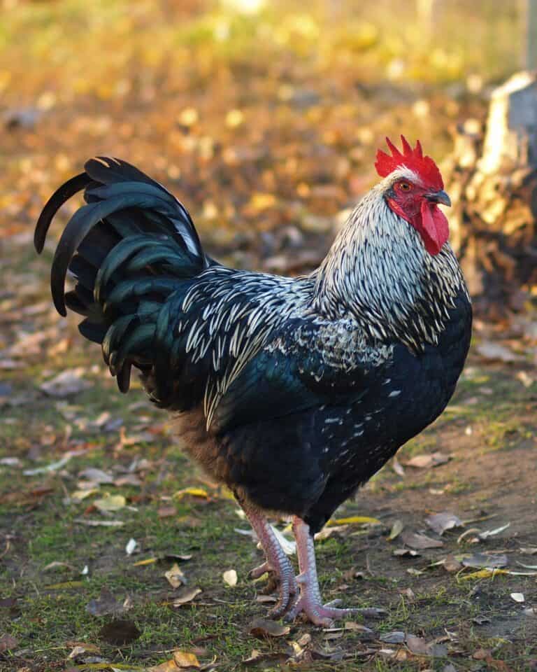 19 Best Rooster Breeds for Your Flock (With Pictures!)