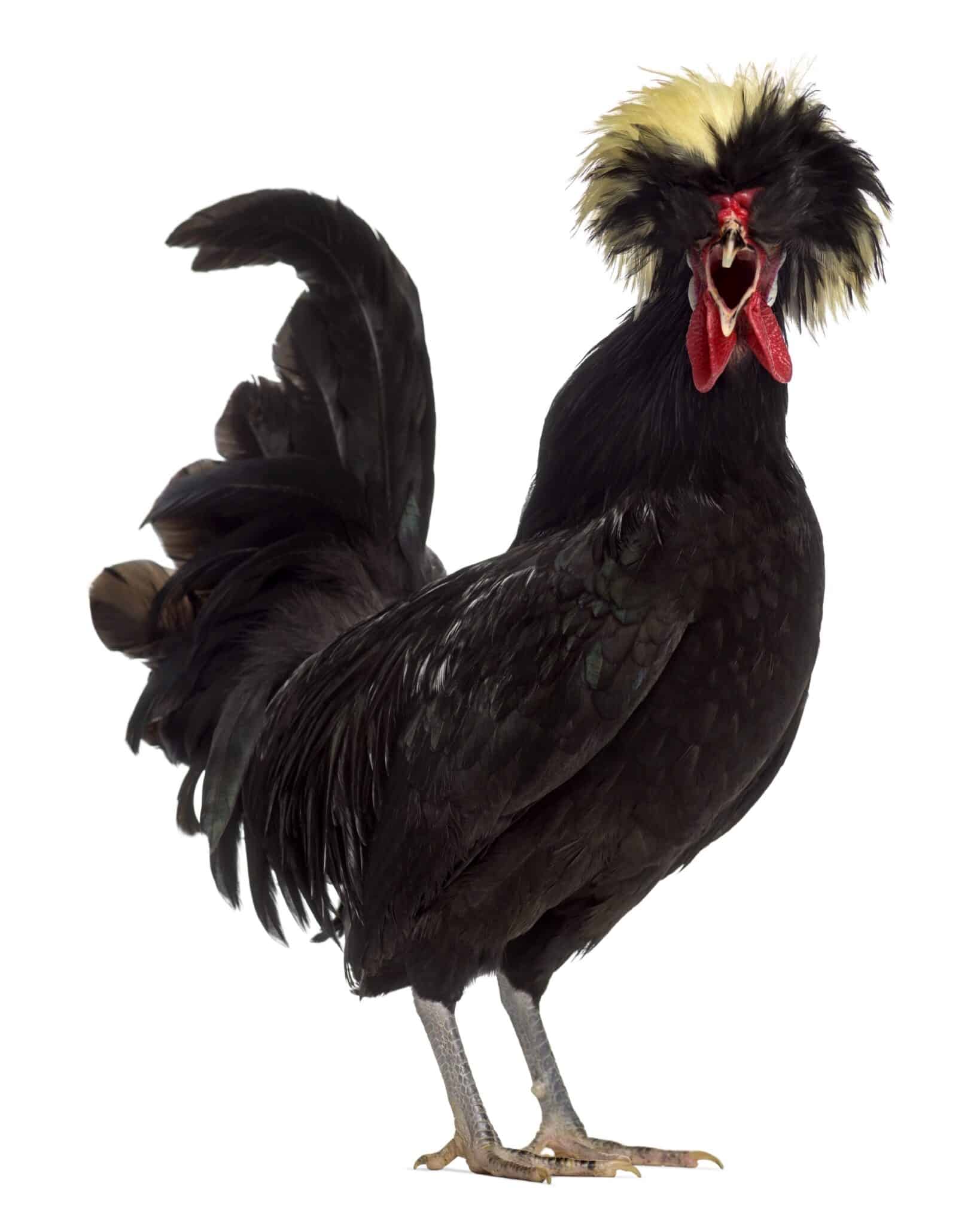 19 Best Rooster Breeds for Your Flock (With Pictures!)