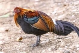 Can Chickens Fly? An Ultimate Guide to Chicken Flight