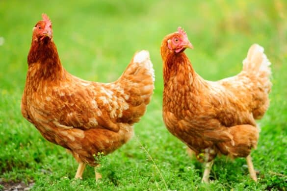 Why Do Roosters Crow? 6 Main Reasons for Crowing