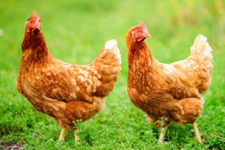 What Is a Pullet? - Everything You Need to Know
