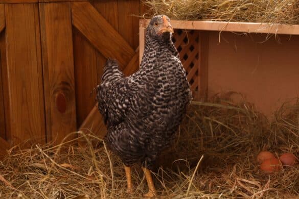 What Is a Pullet? - Everything You Need to Know