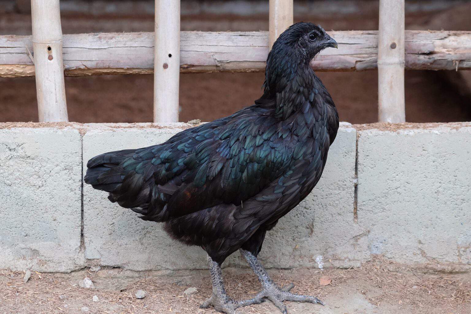 What Is a Pullet? - Everything You Need to Know
