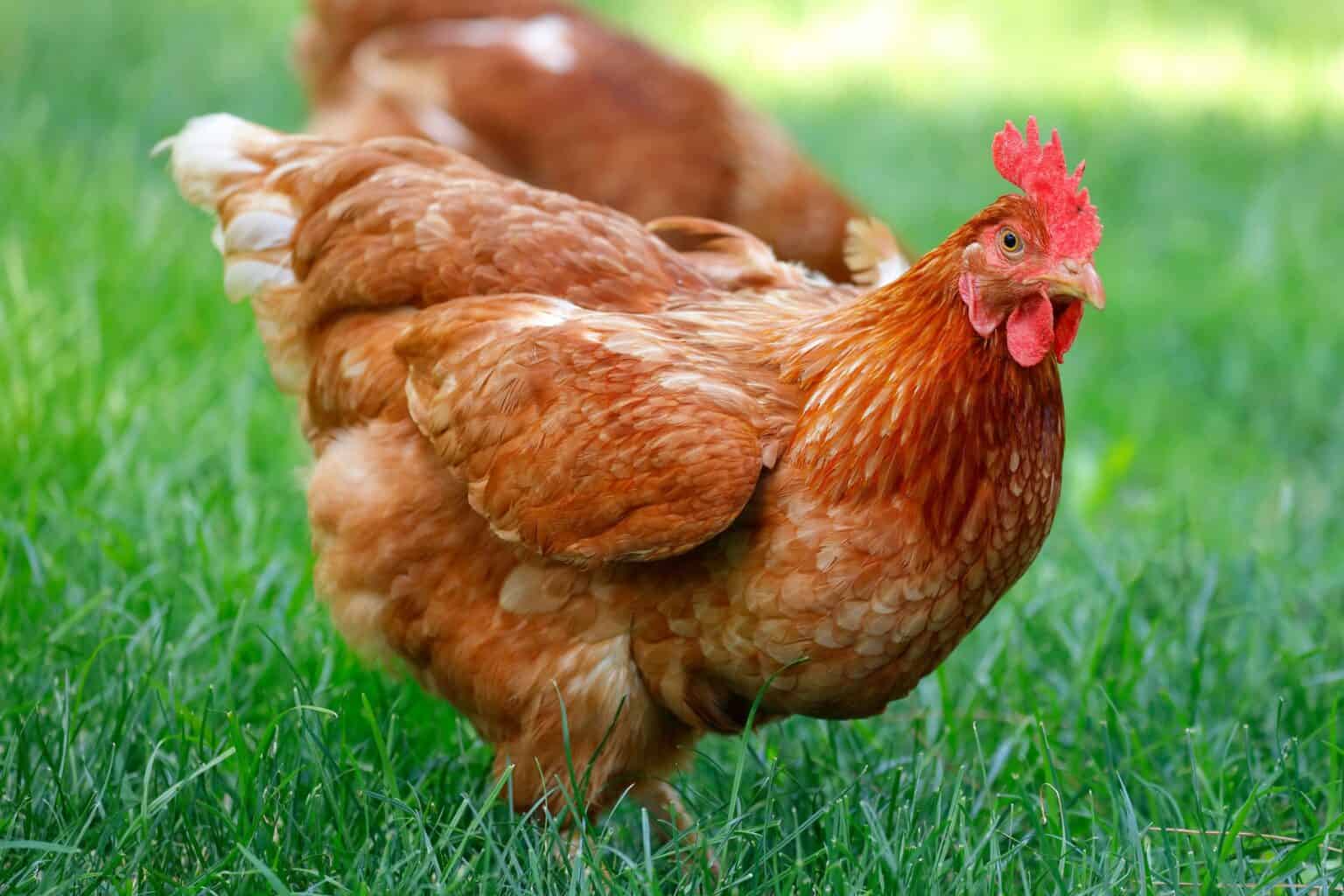 What Is a Pullet? - Everything You Need to Know