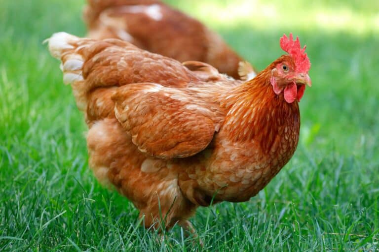 What Is a Pullet? - Everything You Need to Know