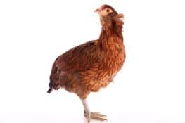 What Is a Pullet? - Everything You Need to Know