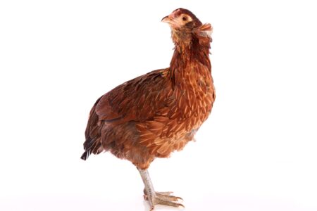 What Is a Pullet? - Everything You Need to Know