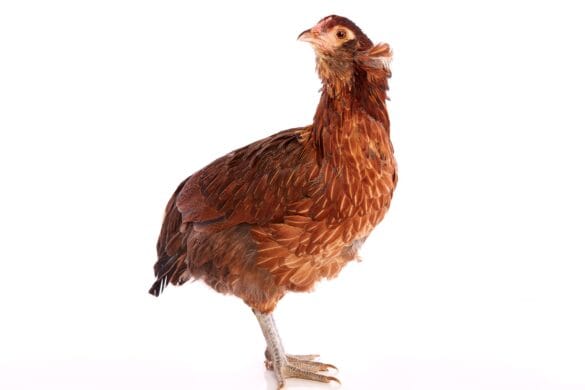 What Is a Pullet? - Everything You Need to Know