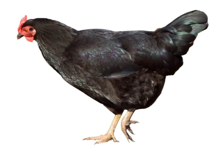 What Is a Pullet? - Everything You Need to Know