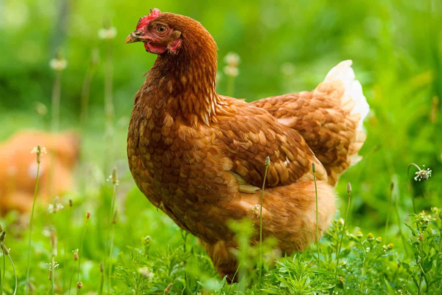 What Is a Pullet? - Everything You Need to Know